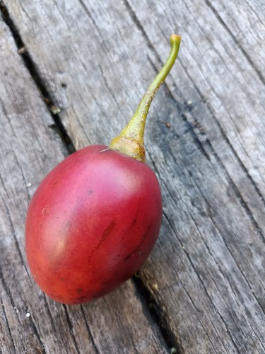Red tamarillo 20 seeds, tree tomato, Cyphomandra betacea 2025 harvest ...
