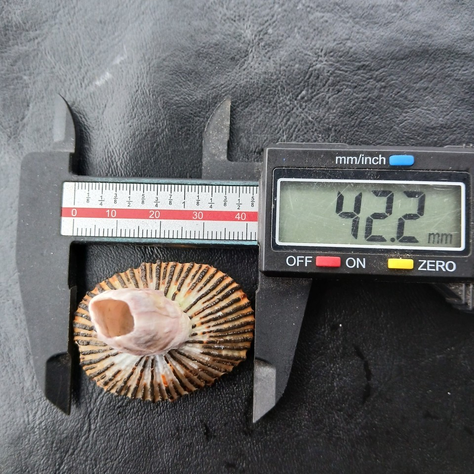 Rare Unique Unusual Hawaiian Opihi Limpet Sea Shell | eBay