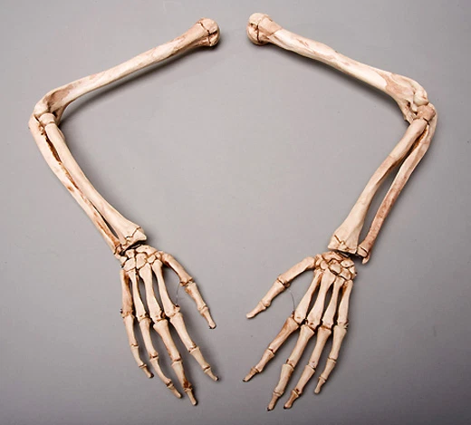 Real Human Arm Bones