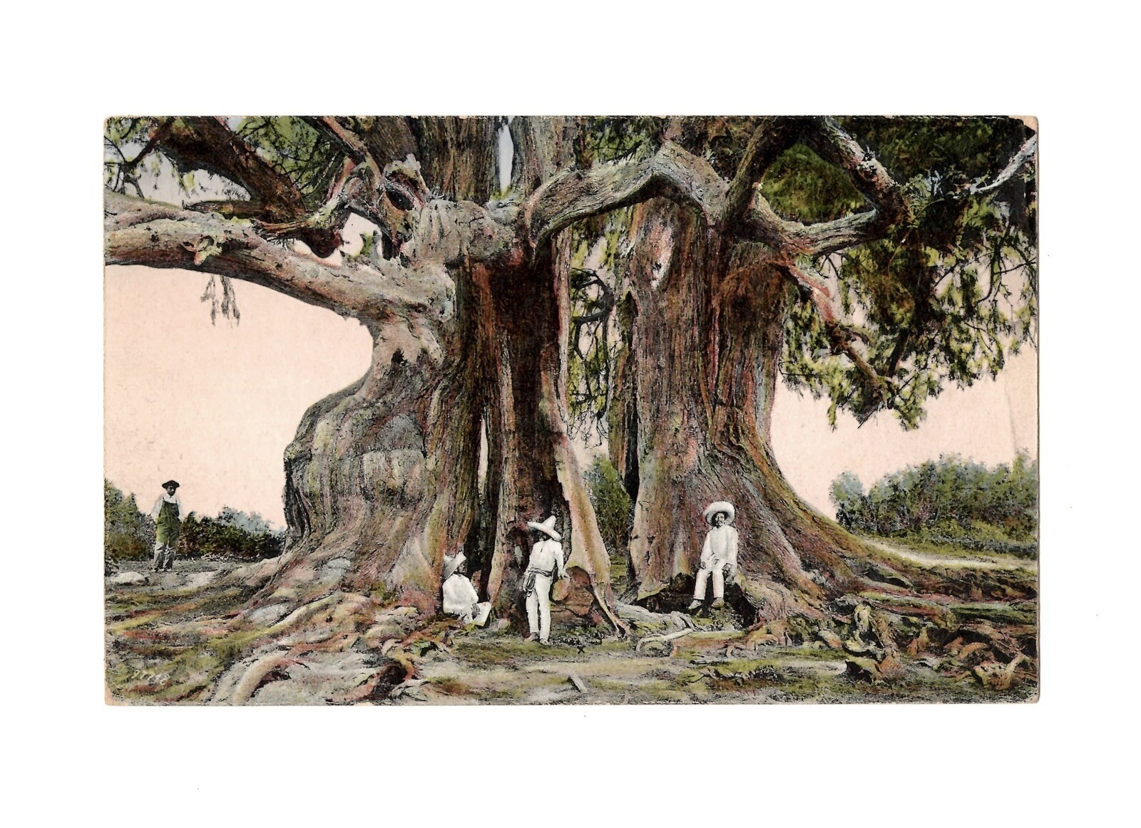 Ahuehuete Of Atlixco Puebla, Mexico Postcard | eBay