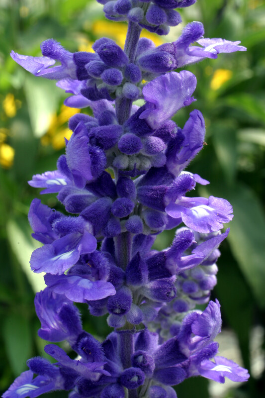 Salvia Rhea Blue - 40 Seeds - Tasmanian Grown > Cottage Flowers ...