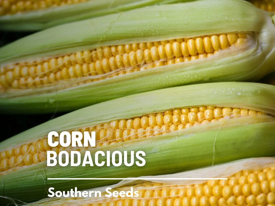 Bodacious Sweet Corn Seeds – Hybrid Non-GMO, Super Sweet Yellow Corn ...