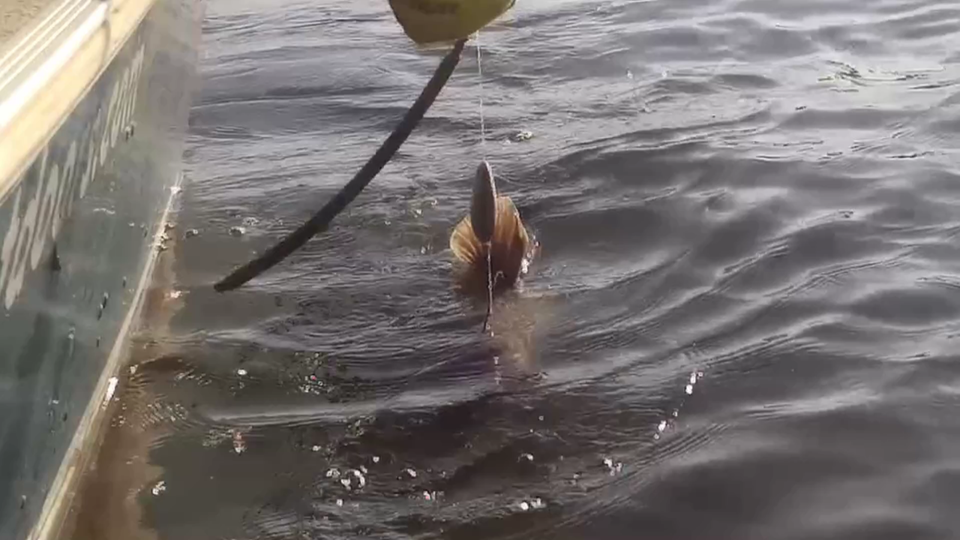 Ultimate Demon, Dragon Style Catfish Rattling Lure Santee Cooper Rig ...