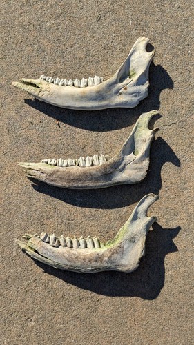 Natural Jawbone with Teeth Skull Taxidermy Cow Elk Boho Native Decor ...