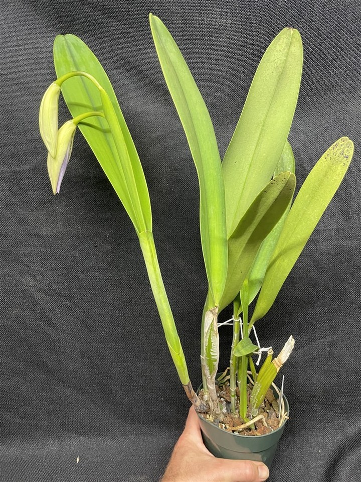 Lc. Robertiana `Fred' (Saint Gothard x Amabilis) 1922 Hybrid Cattleya Orchid | eBay