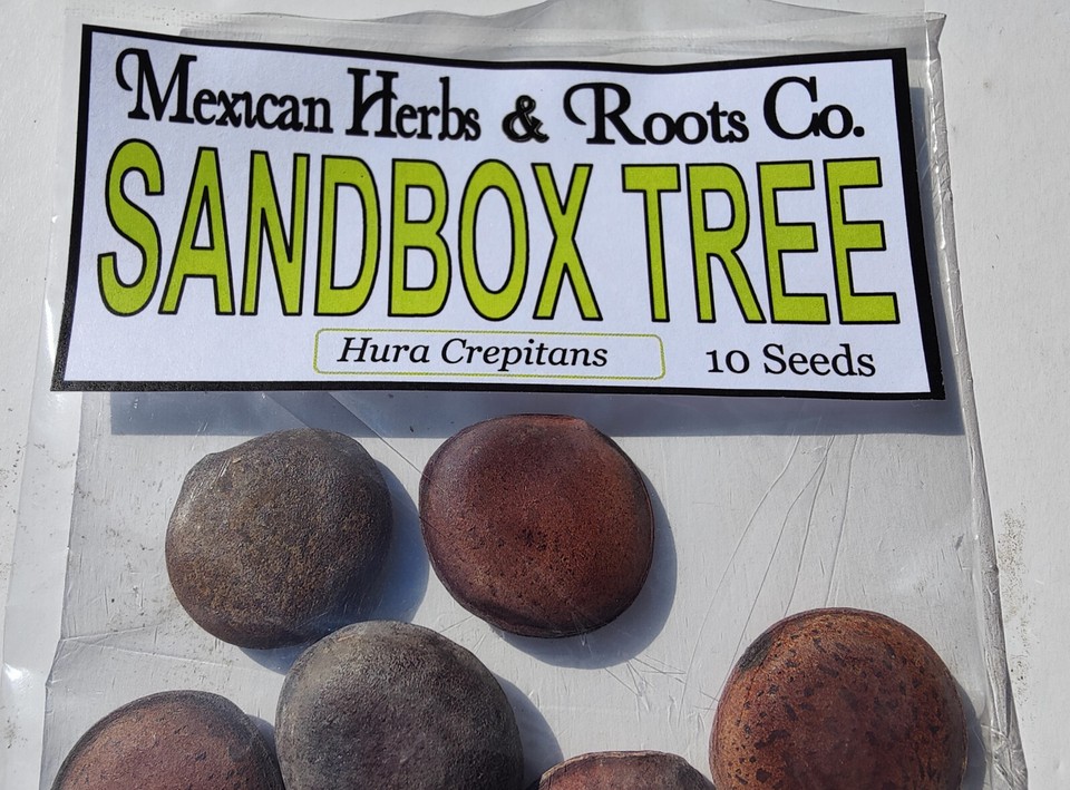 sandbox tree 10 seeds (Hura crepitans, possumwood, jabillo ) | eBay