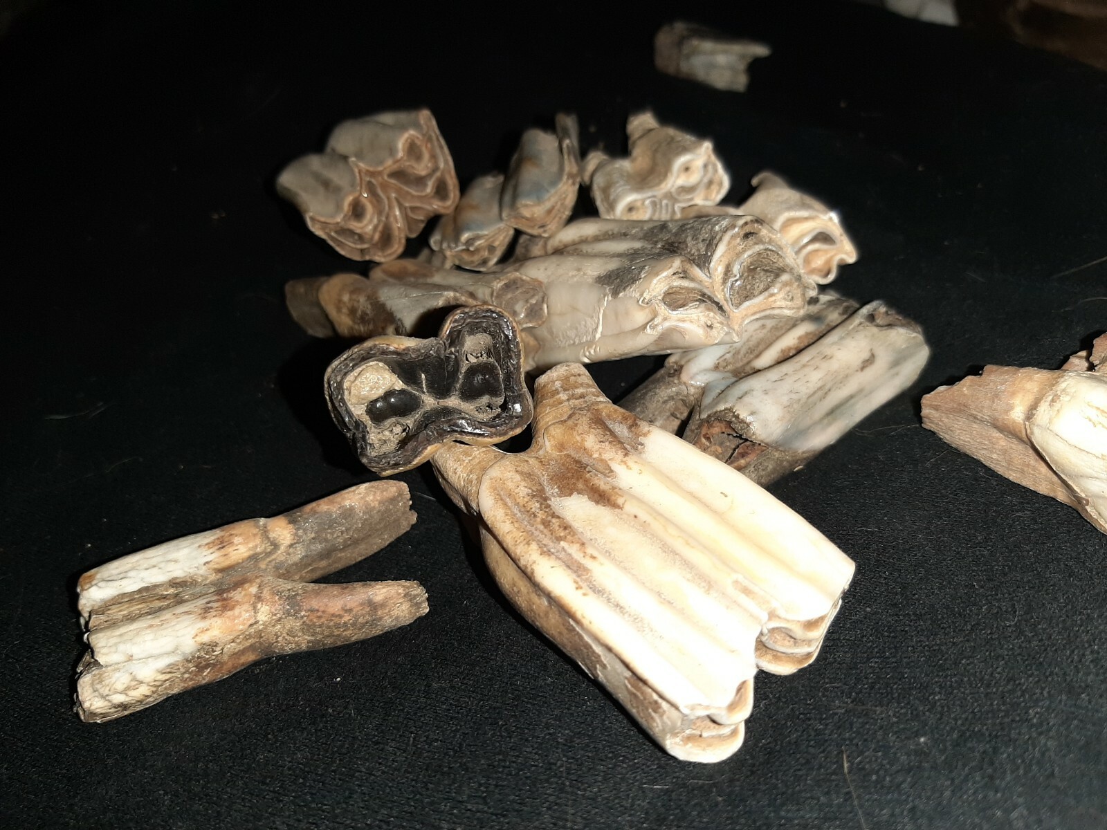 FOSSIL BISON TEETH SET. SOME VERY RARE .SOME OVER 3"LONG | eBay