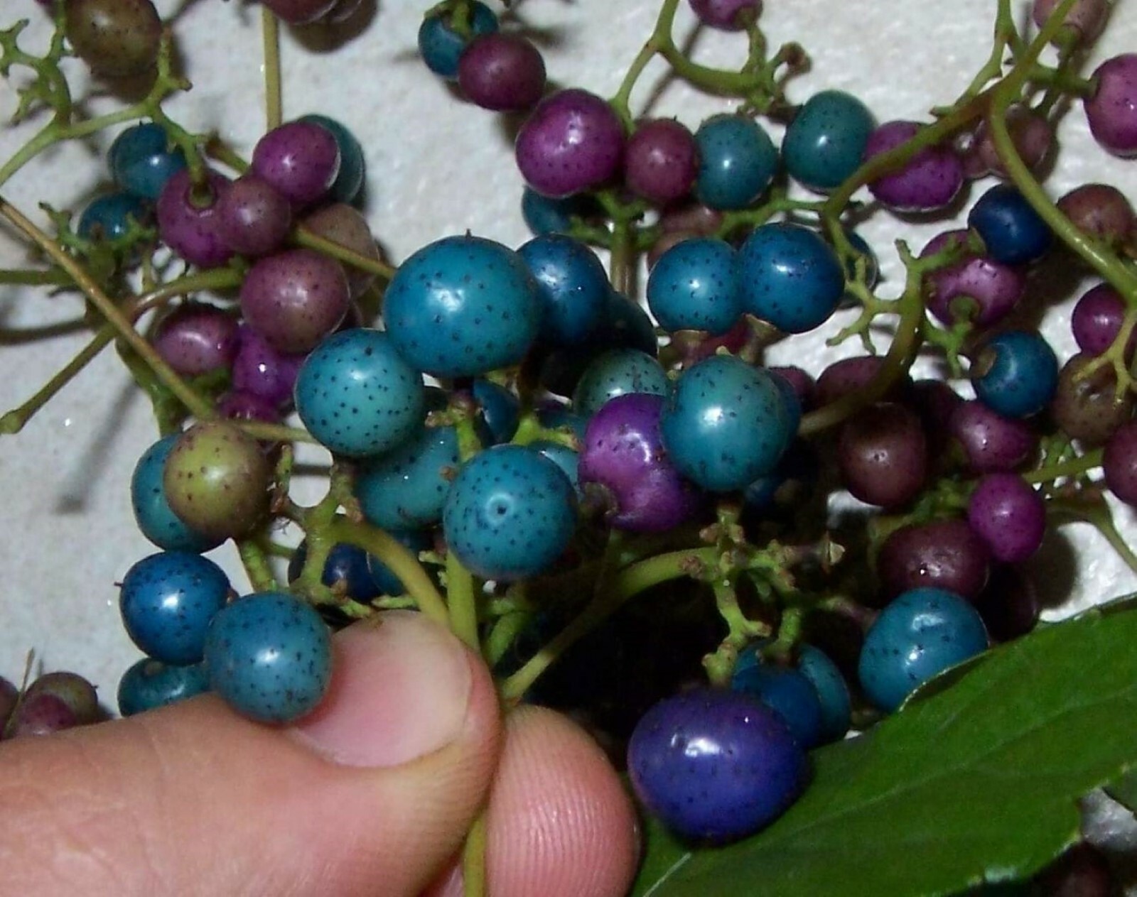 6 scion cuttings of Porcelaine grape vine, Ampelopsis hardy liana blue ...