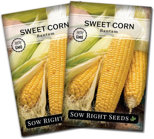 Sow Right Seeds - Bantam Sweet Corn Seed for Planting - Non-GMO yellow ...