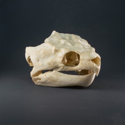 Alligator Snapping turtle Skull Replica (Museum Quality) | eBay