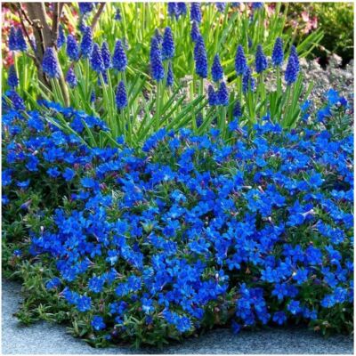 1 Litre | Lithodora Diffusa 'Heavenly Blue' | Evergreen Shrub | Pot ...