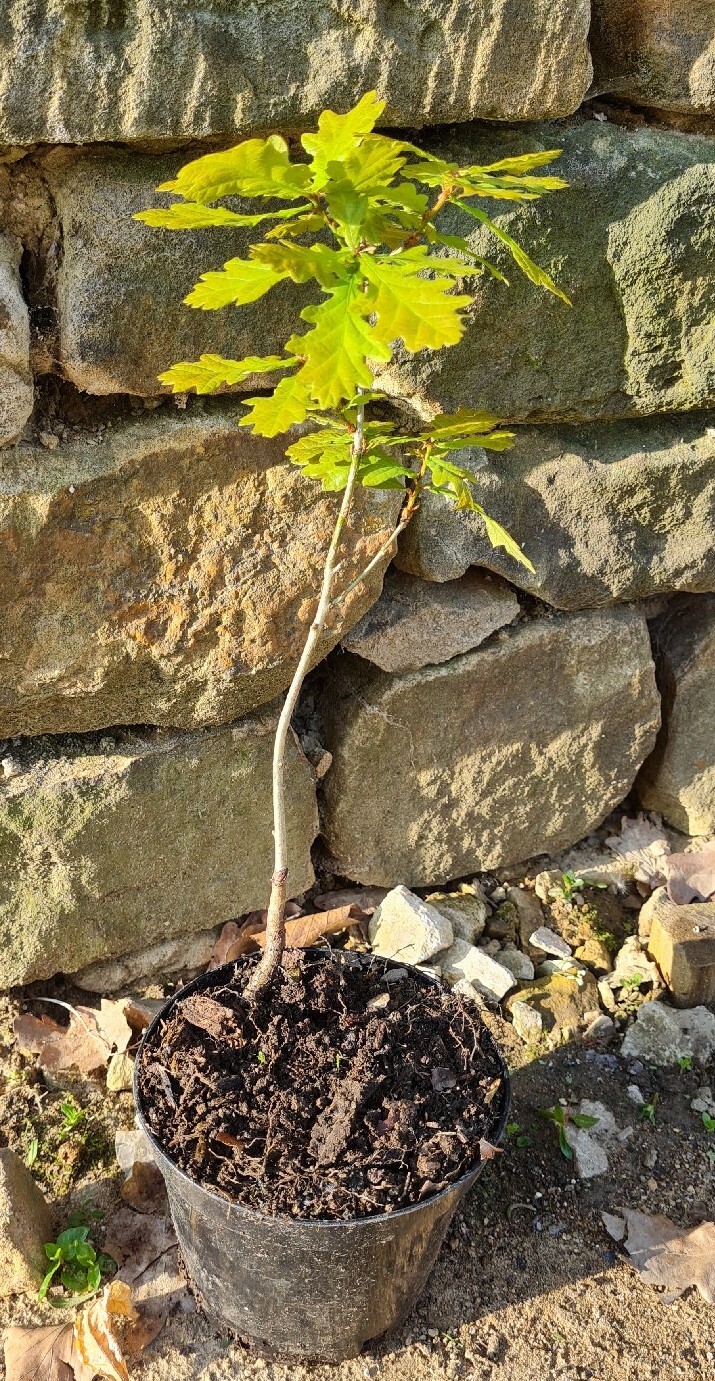 English Oak Tree Sapling. 20- 35 cm tall. Plant a Squirrel feeder ...