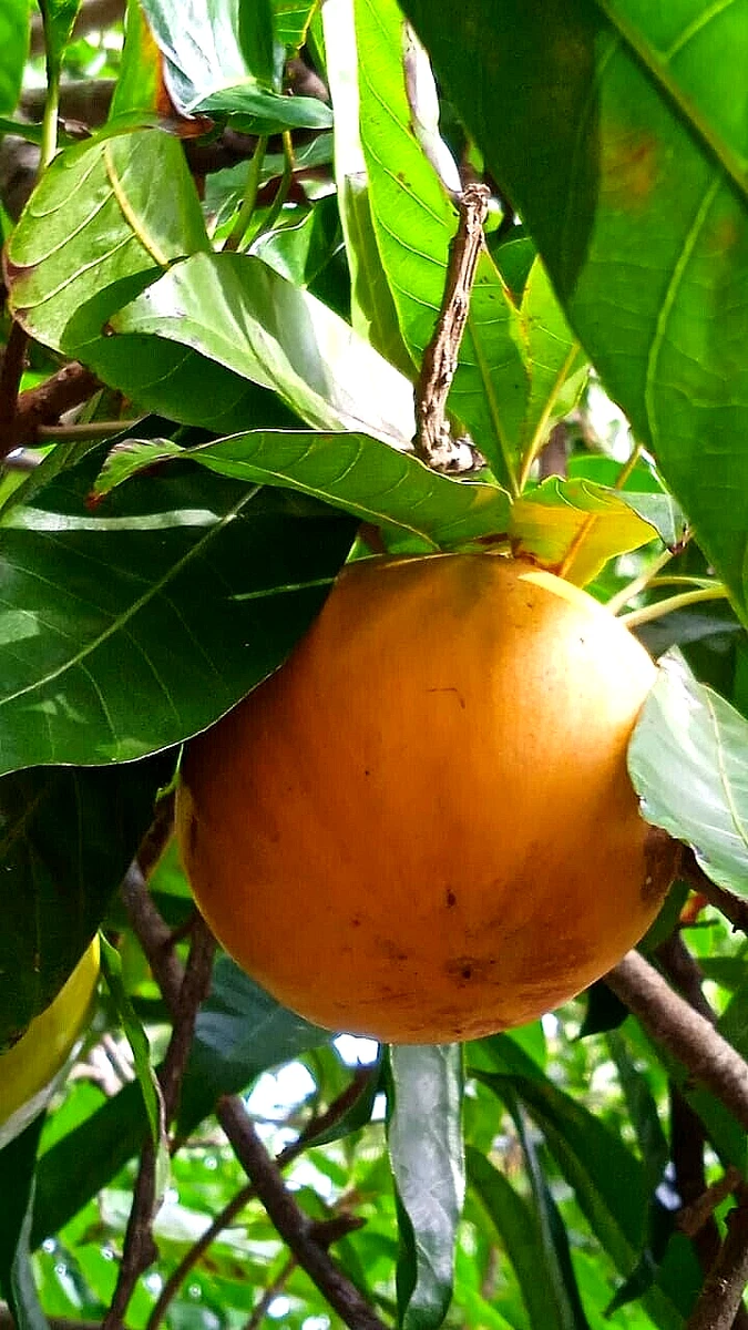 Yellow Sapote Fruit