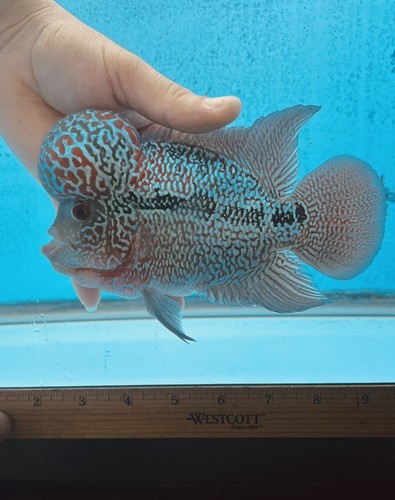 Super Red Dragon Flowerhorn The King Kamfa Fry 5 to 6 inche Usa Seller ...