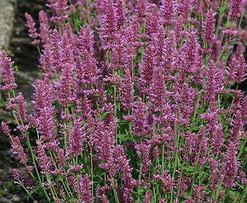 Agastache Arcado Pink 1,000 seeds | eBay