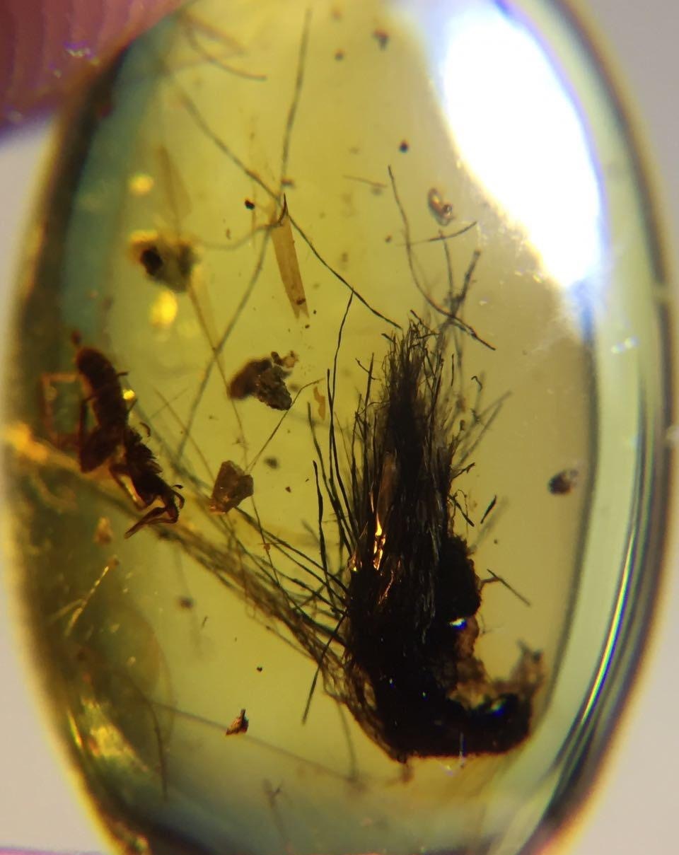 Dandelion seed plant spider inclusion in Burmite Amber Fossil Genuine ...