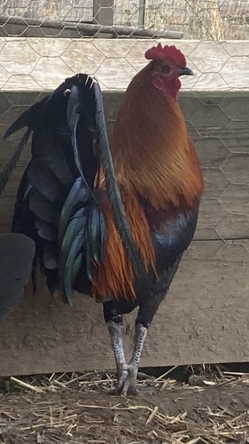 Madigan Texas Ranger Gamefowl Hatching Eggs X6 | eBay