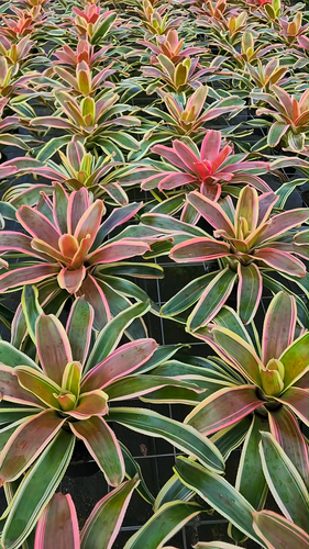 Neoregelia Mona Lisa 6″ pot - Live Plant | eBay