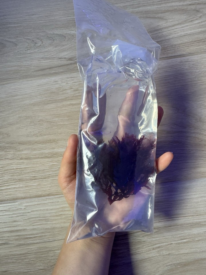 3+inch Home Grown Saltwater Red Dragons Breath Macro Algae Reef ...