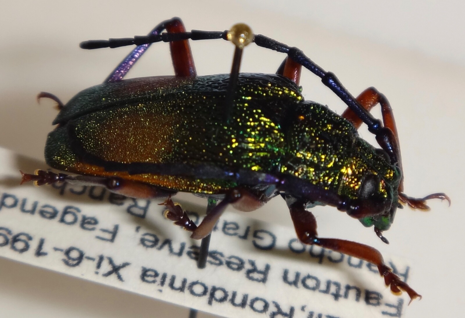 RARE Prioninae Pyrodes species Brazil #14 Hileolaspis Longhorn Beetle ...