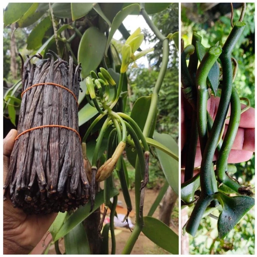 Vanilla Bean Plant