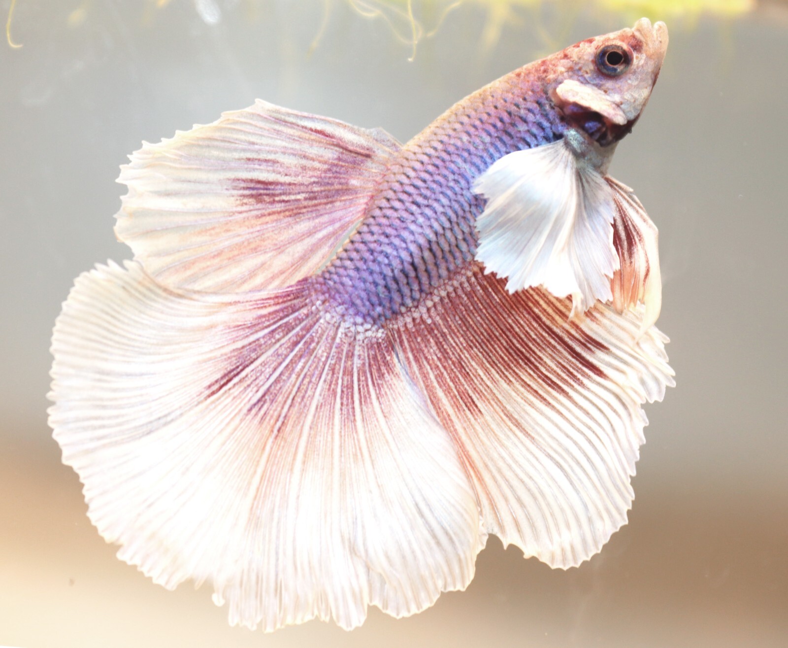Lavender / White Super Dumbo Halfmoon Male Live Betta Fish [EXACT FISH ...