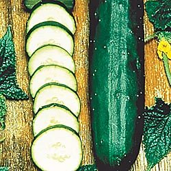 Cucumber Bush Early Spring Burpless 250 seeds | eBay
