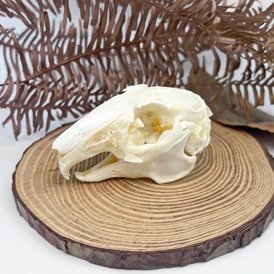 Taxidermy Real Cottontail Rabbit Animals Skull Decor - Model White | eBay