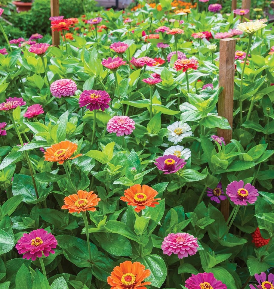Burpee Giant Flowered Mixed Colors Zinnia Seeds 375 seeds 375 Seeds ...