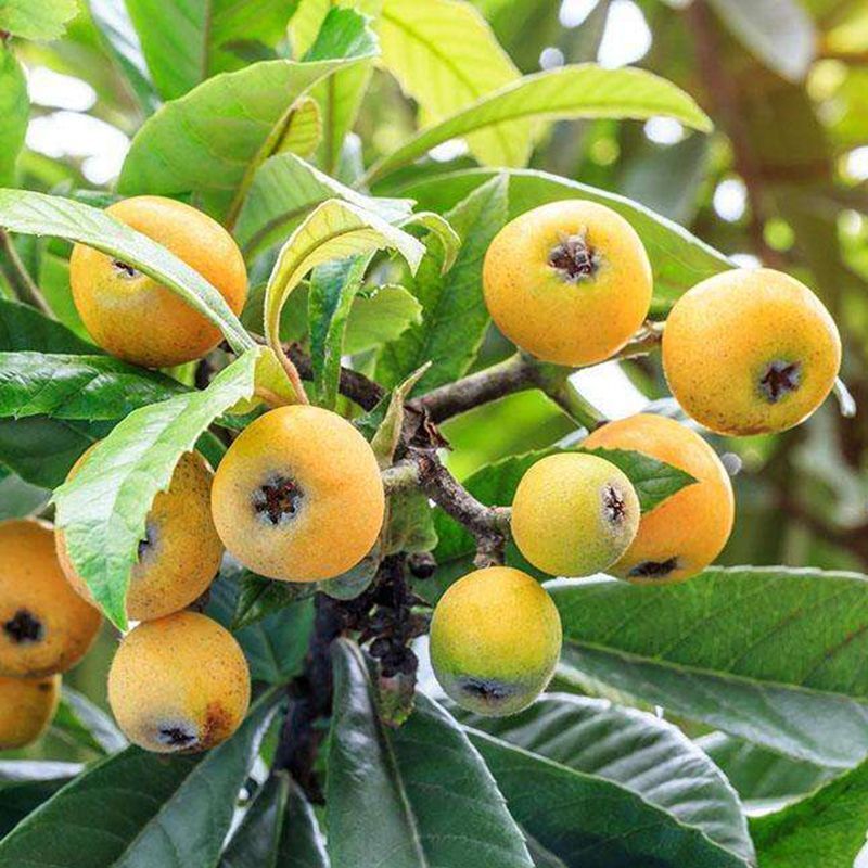 1 Pack 5 Loquat Seeds Loquat Fruit Chinese Plum Organic Fruit Seed | eBay