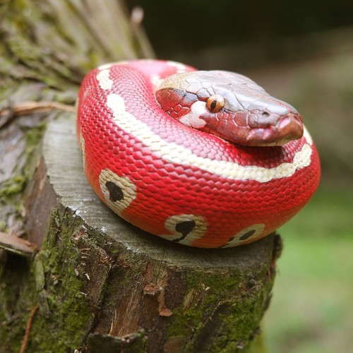 Animal Heavenly Body Blood Python brongersmai Snake Statue | eBay