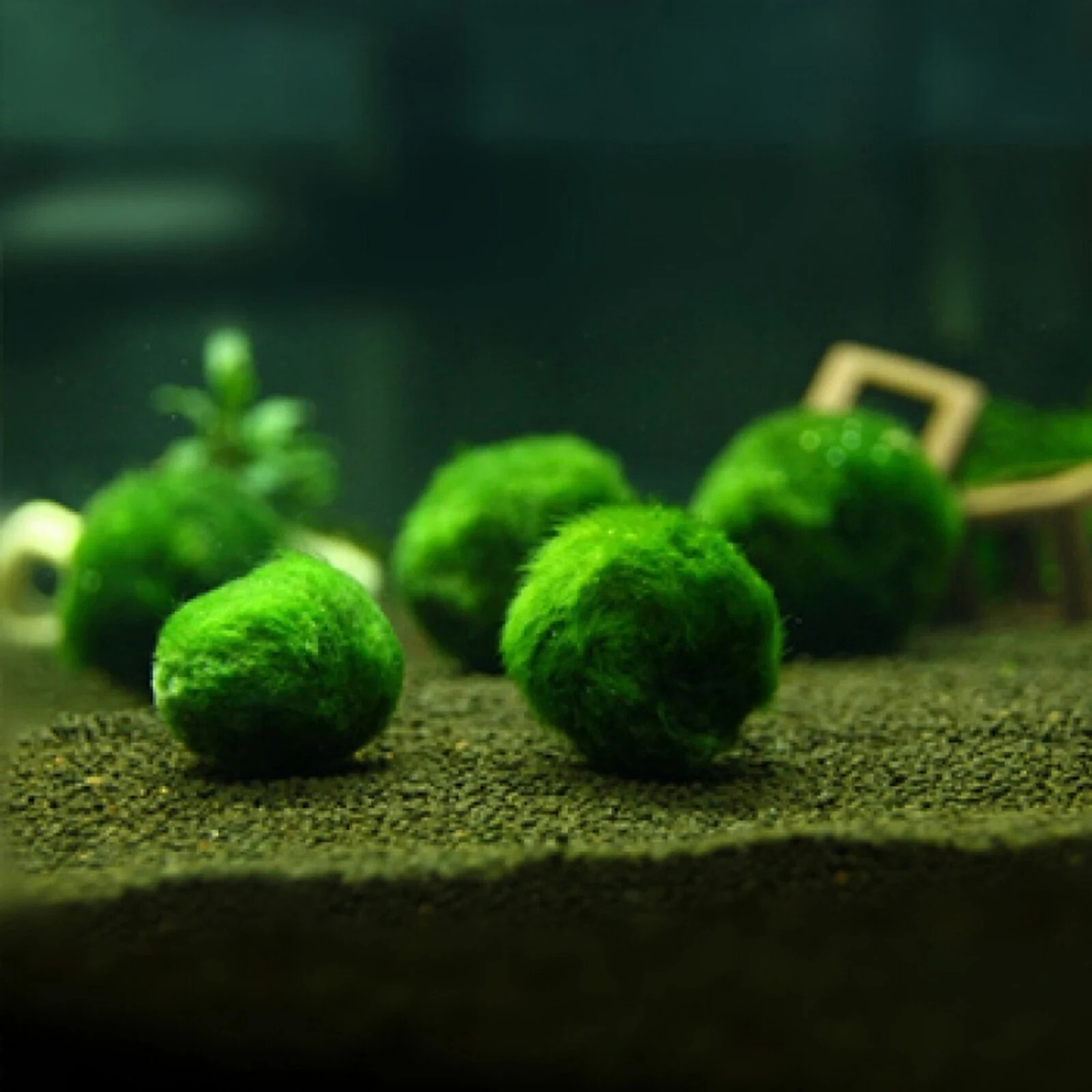 2PCS Marimo Moss Ball Aegagropila Linnaei Small Live Aquarium Plants | eBay