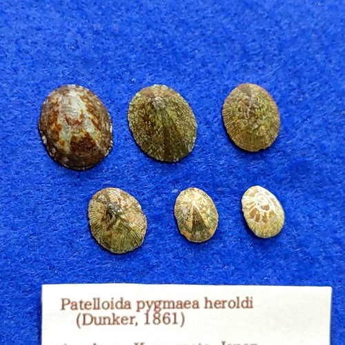 Patelloida pygmaea heroldi 15-9mm Limpet shell Sea shells | eBay