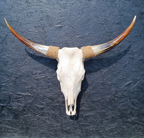 Real bull skull. Processed and whitened, Big Horns, Home Decor ...