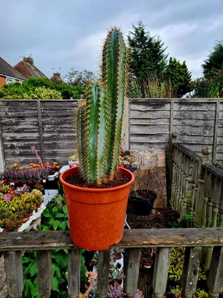 Pilosocereus Pachycladus Azureus | The Blue Torch Cactus | Large 4L pot | eBay UK