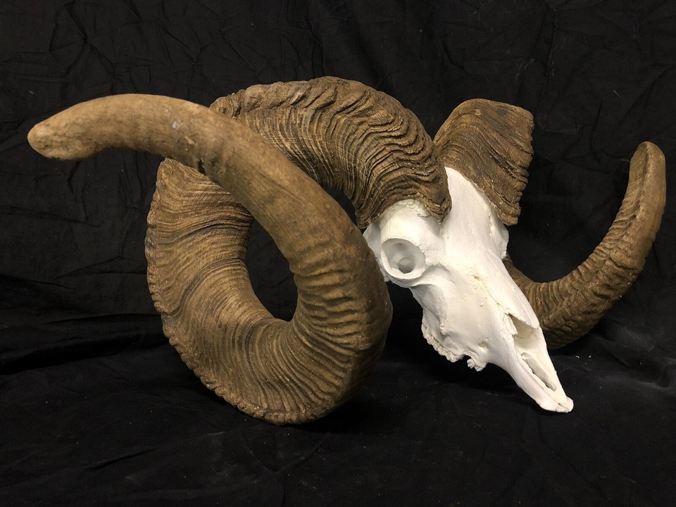B&C 48" stone Sheep Bighorn Repro Horns Deer Elk Antlers Antler ...