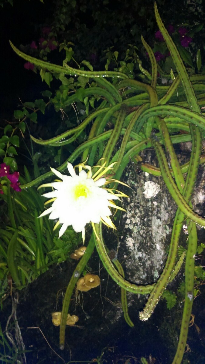 Queen Of The Night Cactus Epiphyllum Oxypetalum Queen Of The Night