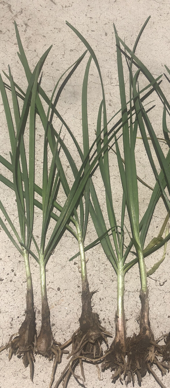 5 Live Leek Plant Stalks Garlic Chives Leek Live Plant Bare Root | eBay