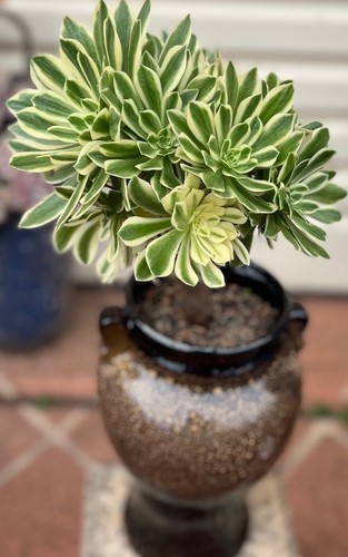 AU STOCK AEONIUM VARIEGATED "MAYBACH" ROOTED SUCCULENT PLANTS 8-11 | eBay