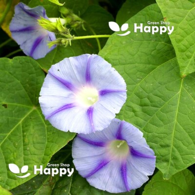 MORNING GLORY FLOWER - CAPRICE - 30 SEEDS - Ipomoea purpurea - EARLY ...