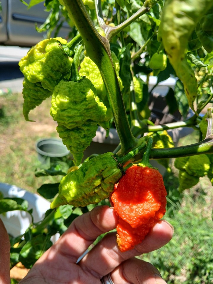 15 RB003 Hot Pepper Seeds Free Shipping | eBay