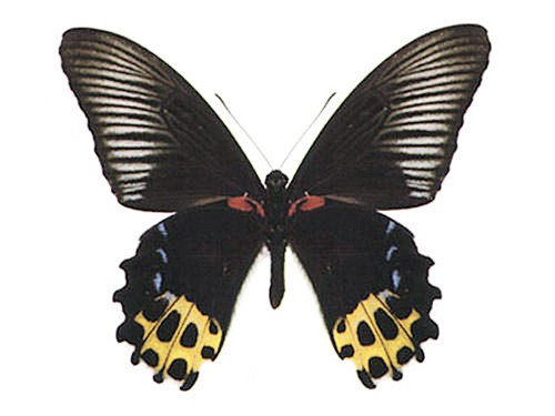 Papilioniodae - Papilio forbesi (m) - Berastagi, North Sumatra ...