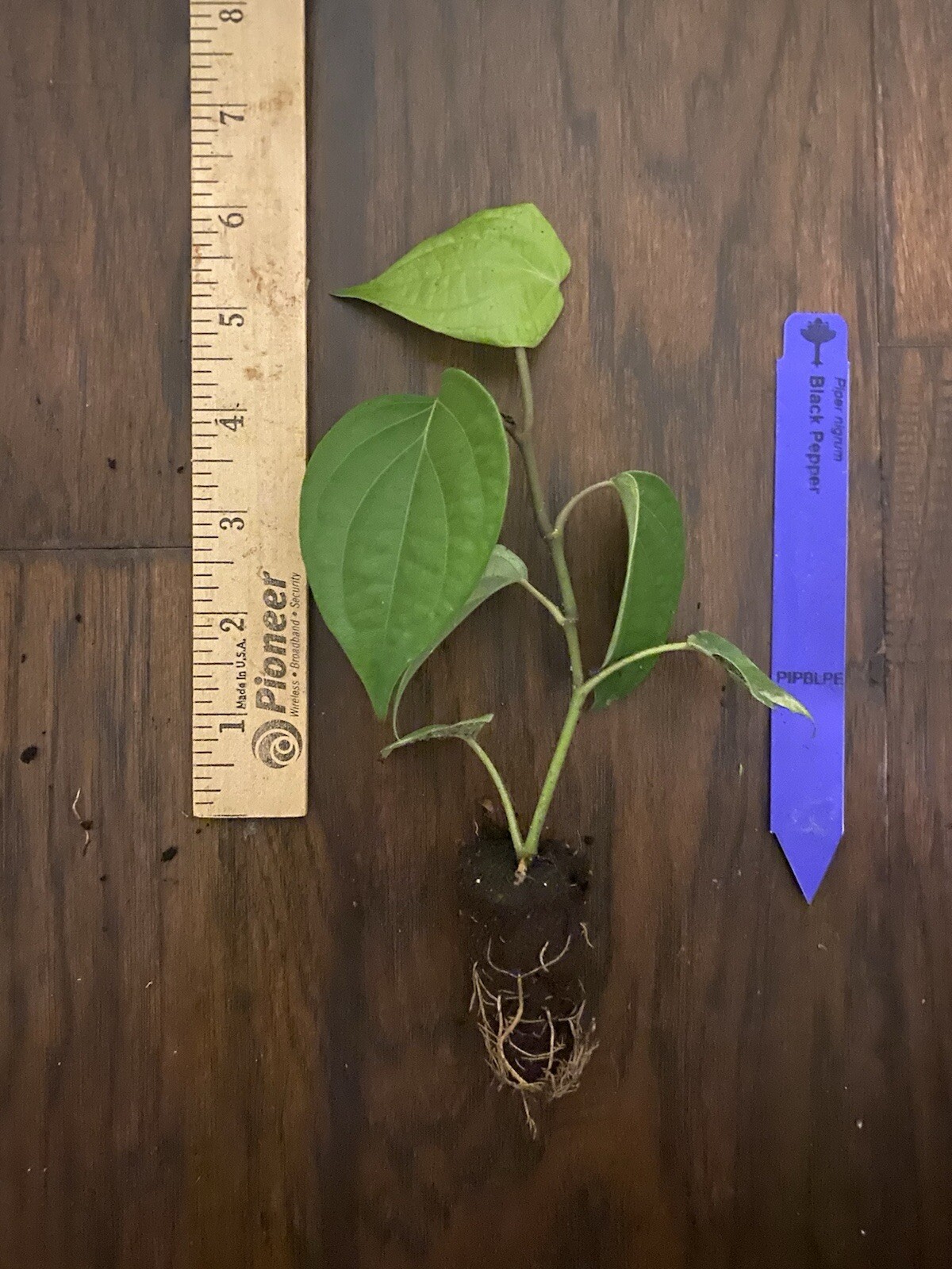 Black Pepper Vine (Piper nigrum) - 1 Live TC Plant/Plug – 2-6 inches ...