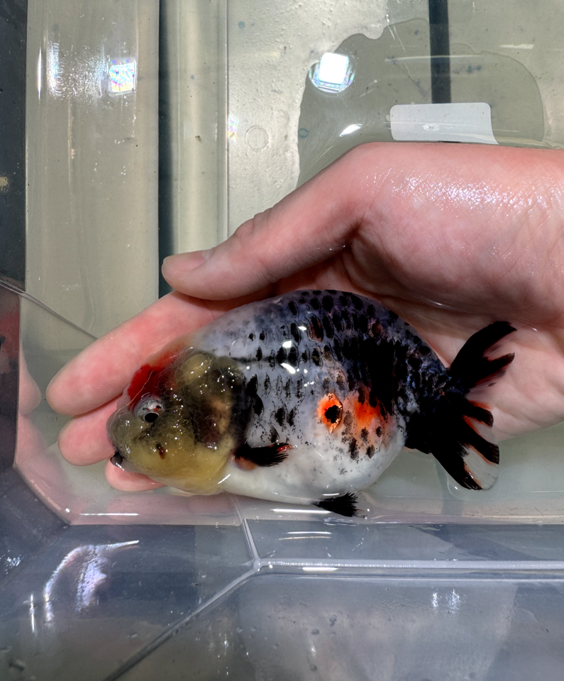 Good-Quality Redhead Blue Calico Ranchu Goldfish | eBay