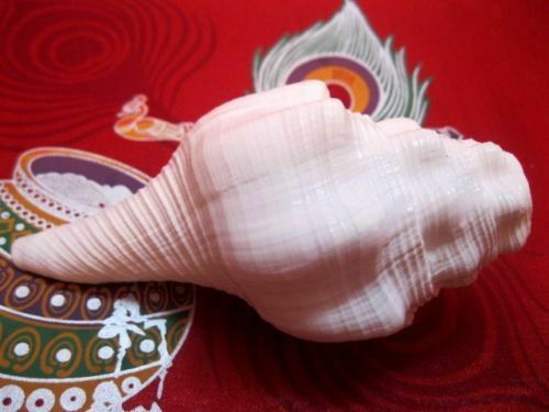 Utravarti Shankh Son Fabrication Puja Conque Coque Shankha Inde | eBay