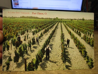F1 Vintage Old OHIO Postcard PORT CLINTON Generic Vineyard Lake Erie ...