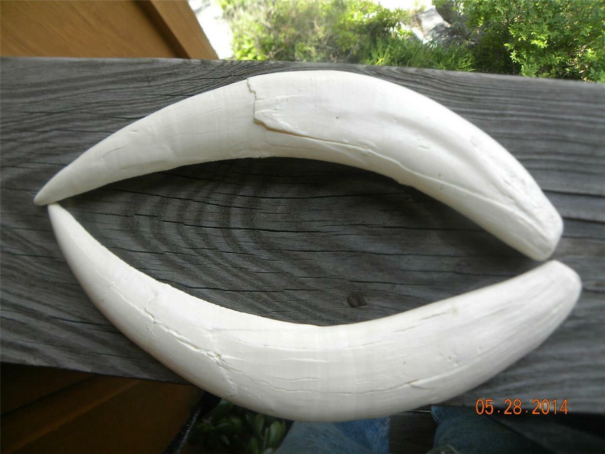 California Sabertooth Whale