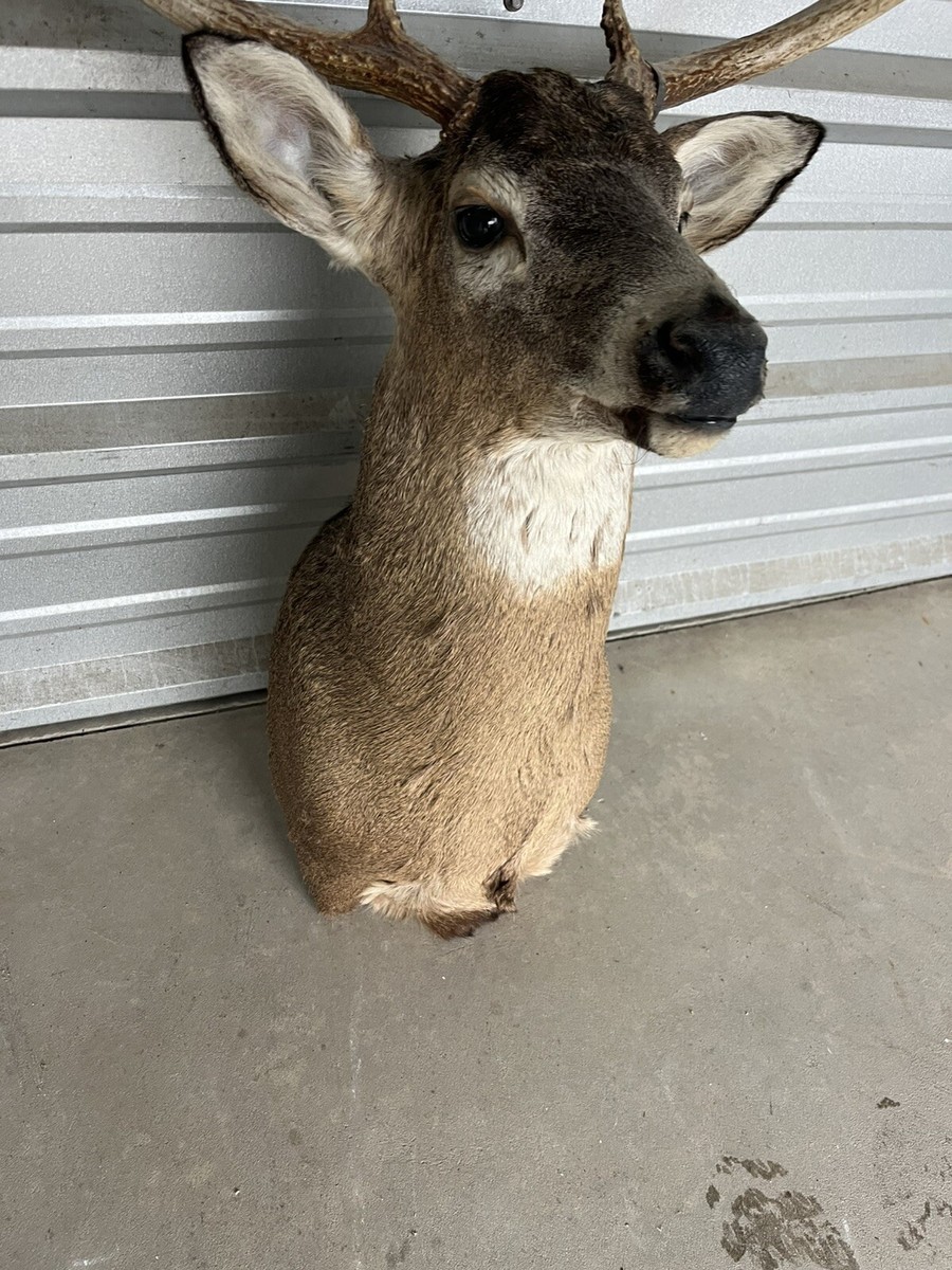 Large Typical Whitetail Deer Buck 8 Point Antler Car Wall