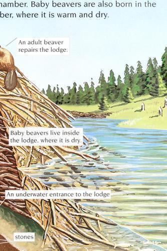 Beaver engineers (Take two books) unknown_binding Used - Good ...