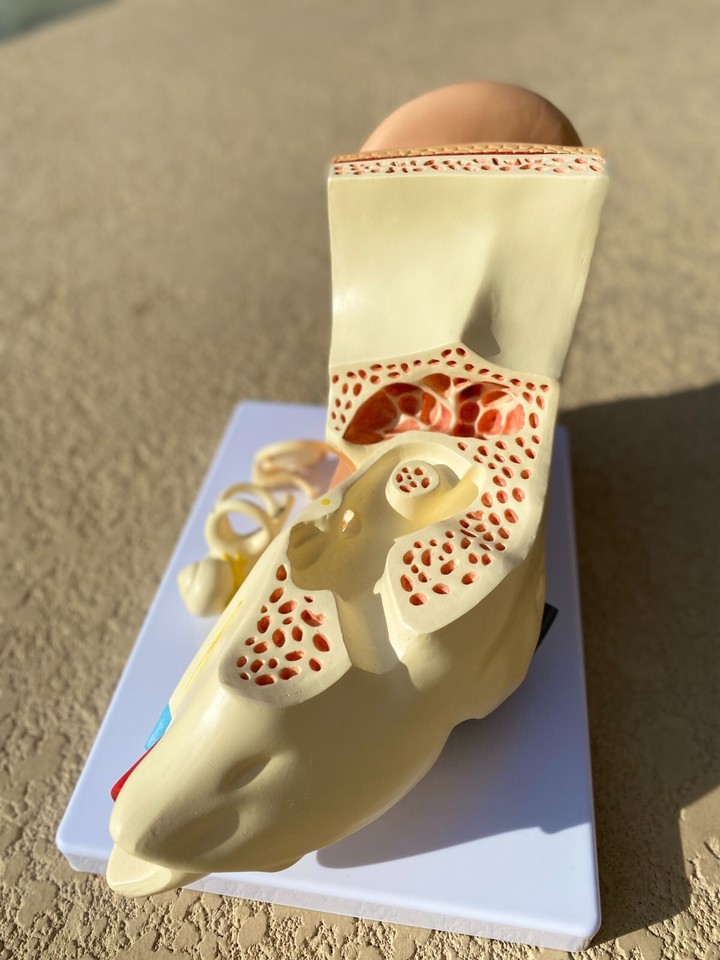 Giant Ear Model Anatomical Human Model Educational LARGE | eBay UK